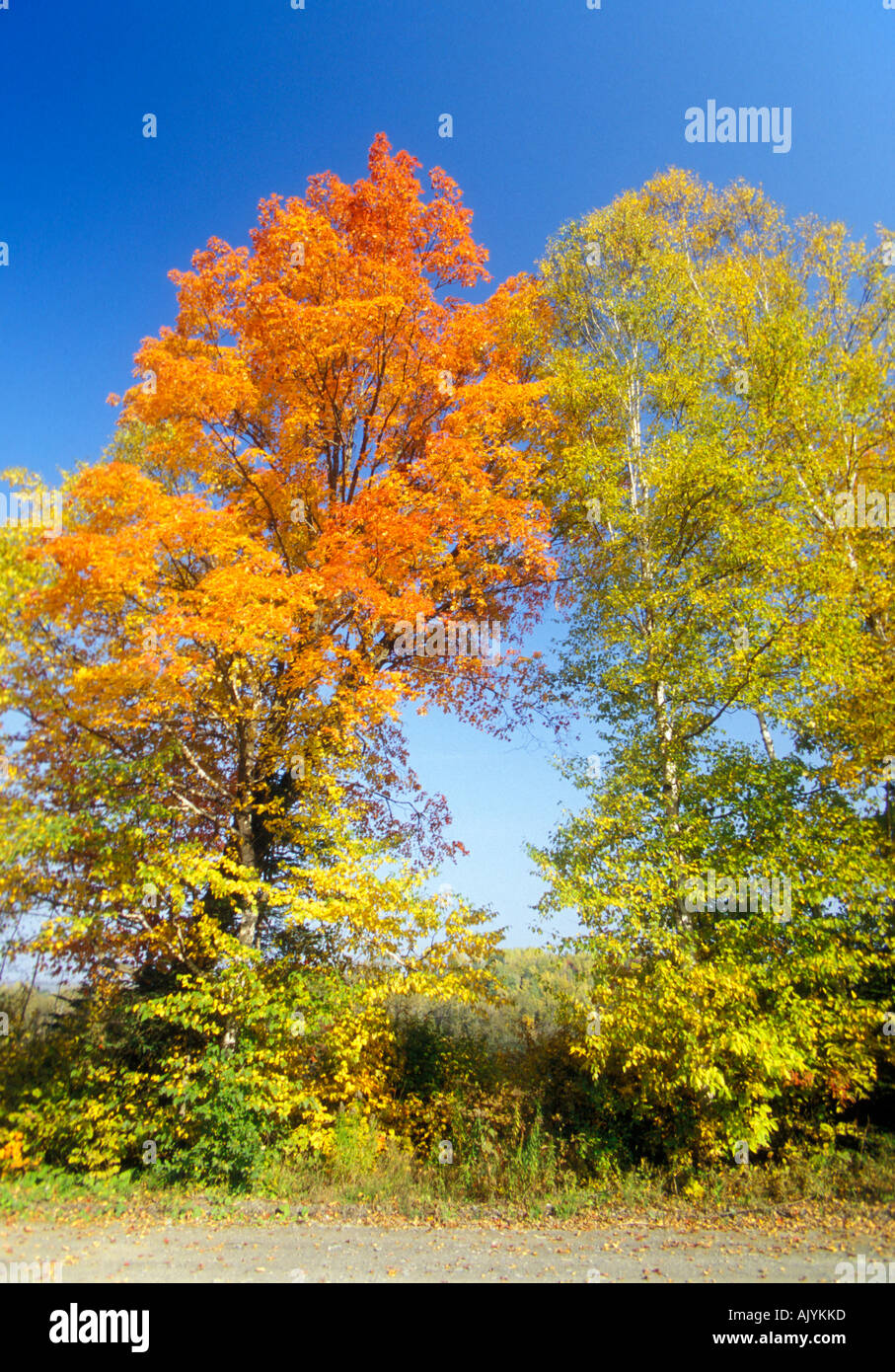 Russett colour hi-res stock photography and images - Alamy
