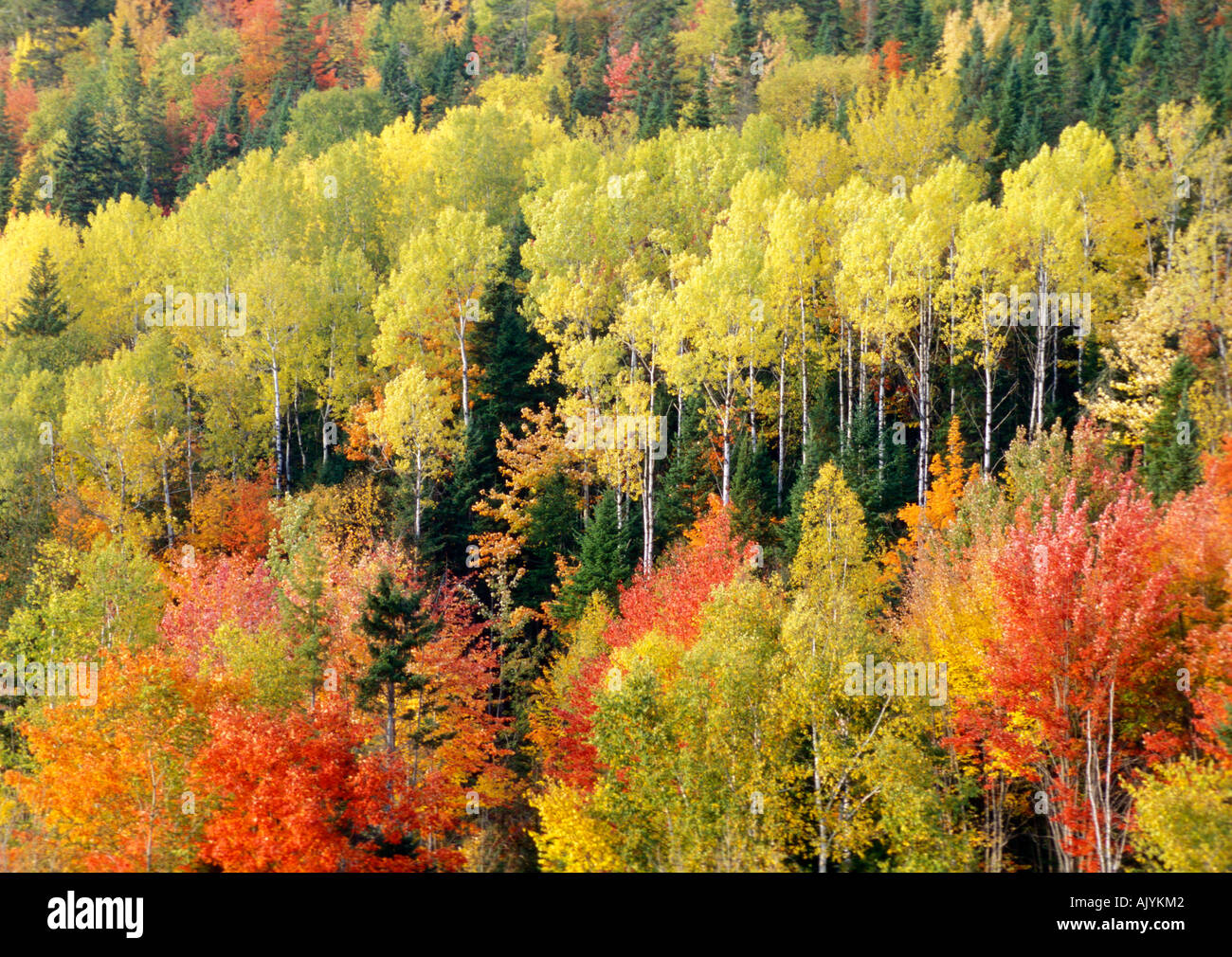 Coloured trees hi-res stock photography and images - Alamy