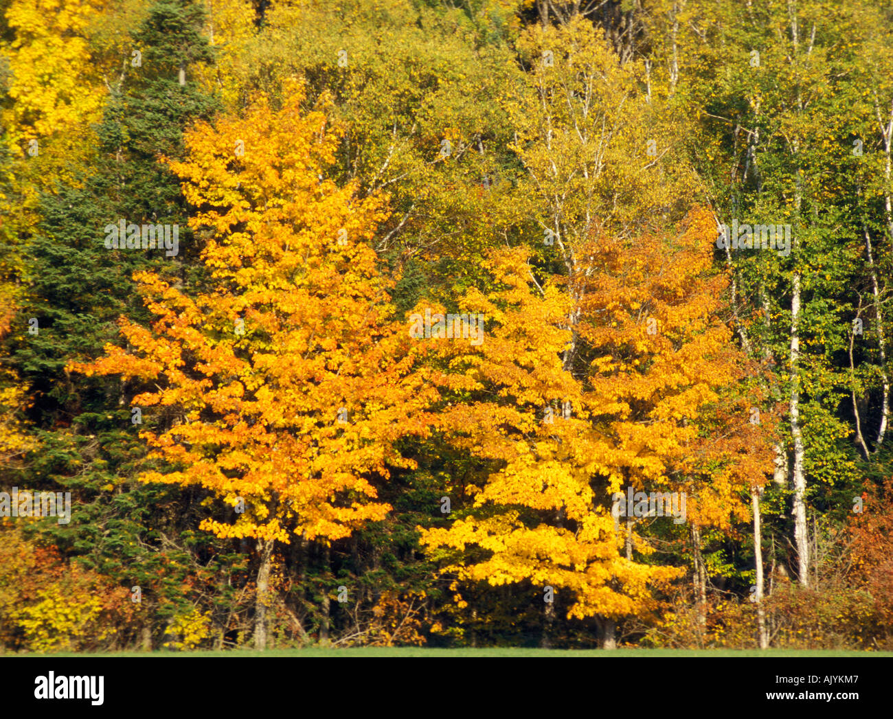Brightly coloured trees cover a hillside in Quebec Stock Photo - Alamy