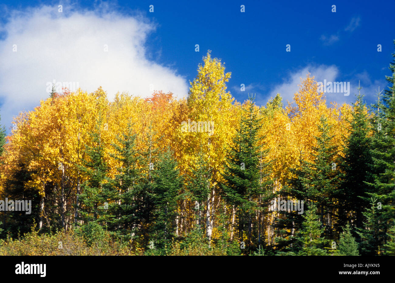 Yellow trees a hi-res stock photography and images - Alamy