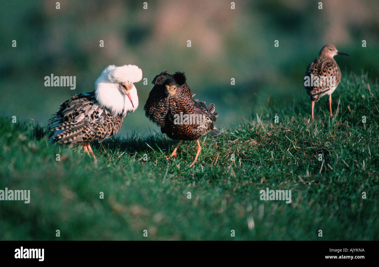 Male and female ruff bird hi-res stock photography and images - Alamy