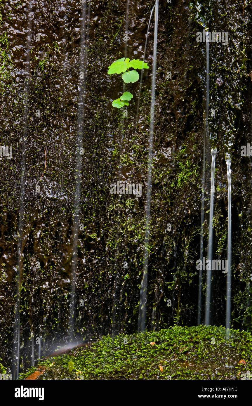 Wet seep with drip streams, moss and small emerging herb, Great Smoky ...