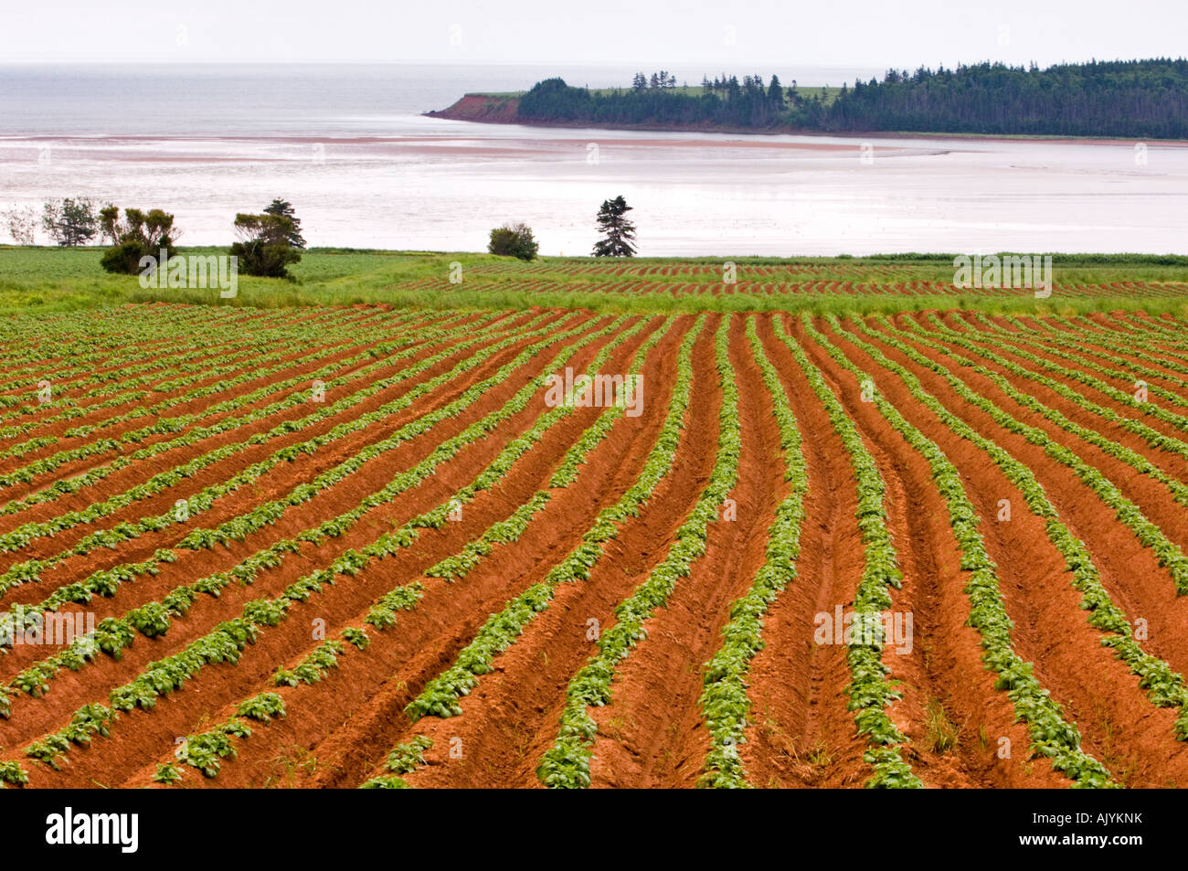 Potato fields overlooking Rollo Bay, Rollo Bay, PE/PEI Prince Edward ...
