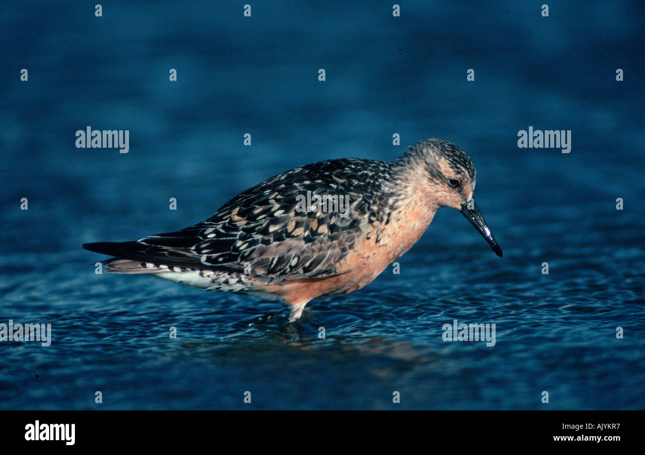 Knutt hi-res stock photography and images - Alamy
