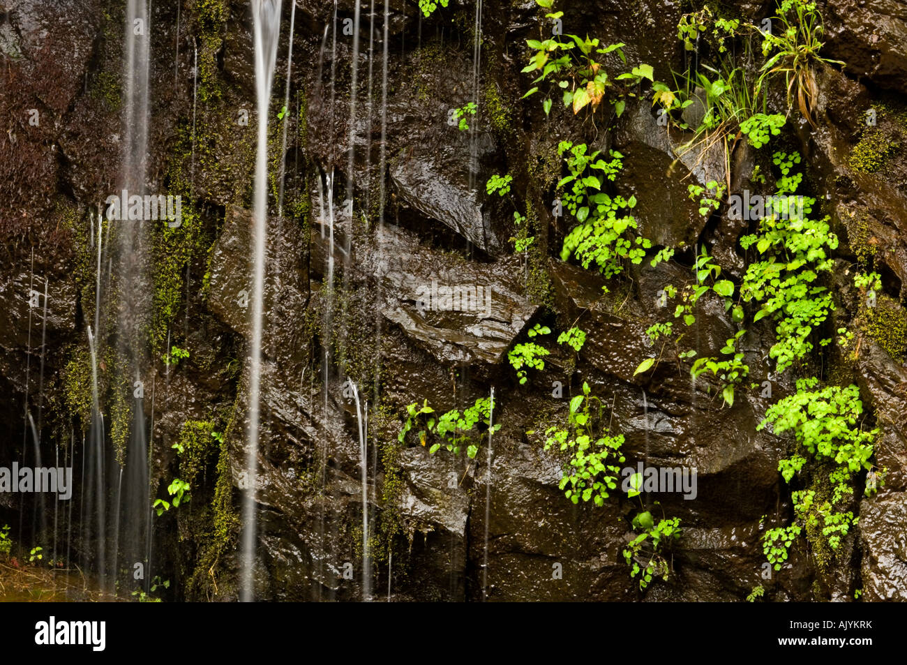 Wet seep with drips and wet-tolerant herbs on rockface, Great Smoky ...