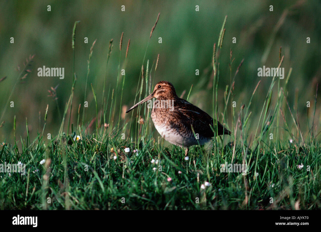 Common Snipe / Bekassine Stock Photo - Alamy