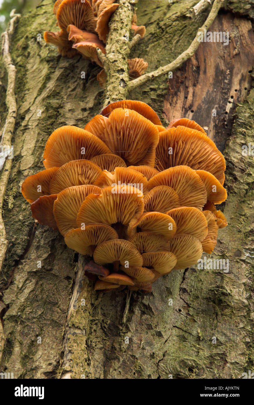 Tree fungus hi-res stock photography and images - Alamy