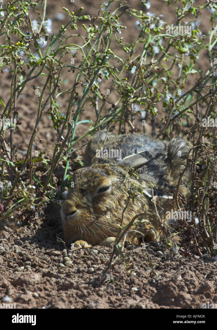 Spring Hare Sleeping