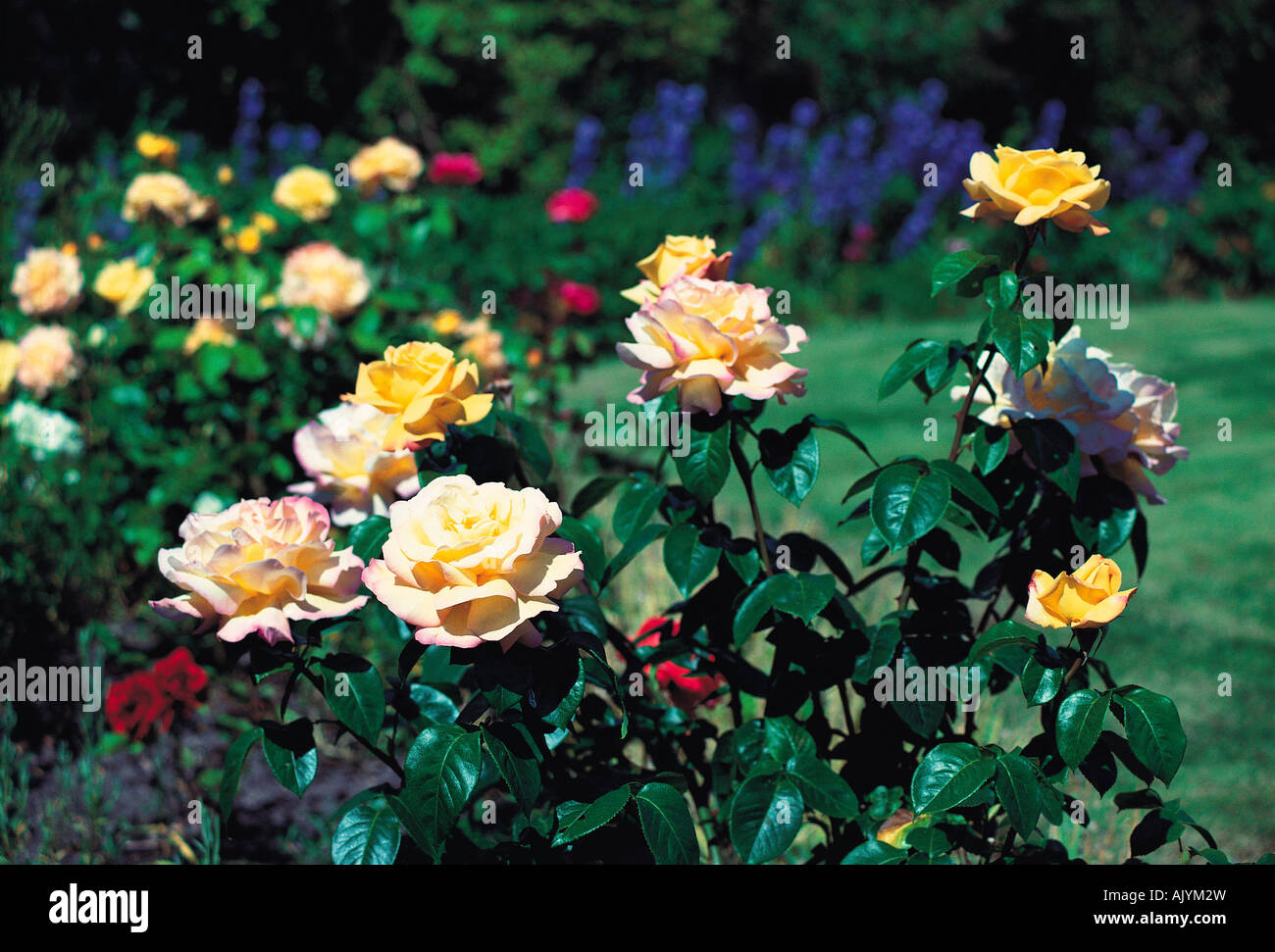 Roses growing in an English garden Stock Photo - Alamy