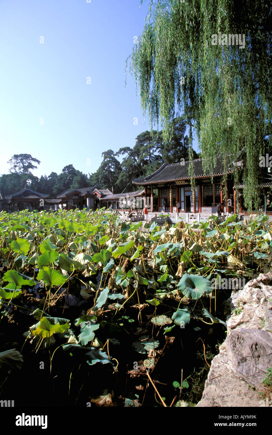 Asia, China, Beijing. Summer palace, lily pads and garden Stock Photo ...