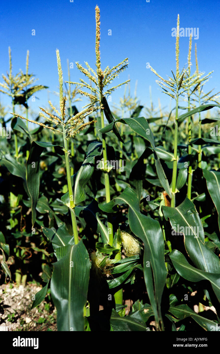 Crops in field,tractor in fields, crops in rows, farm worker Stock ...