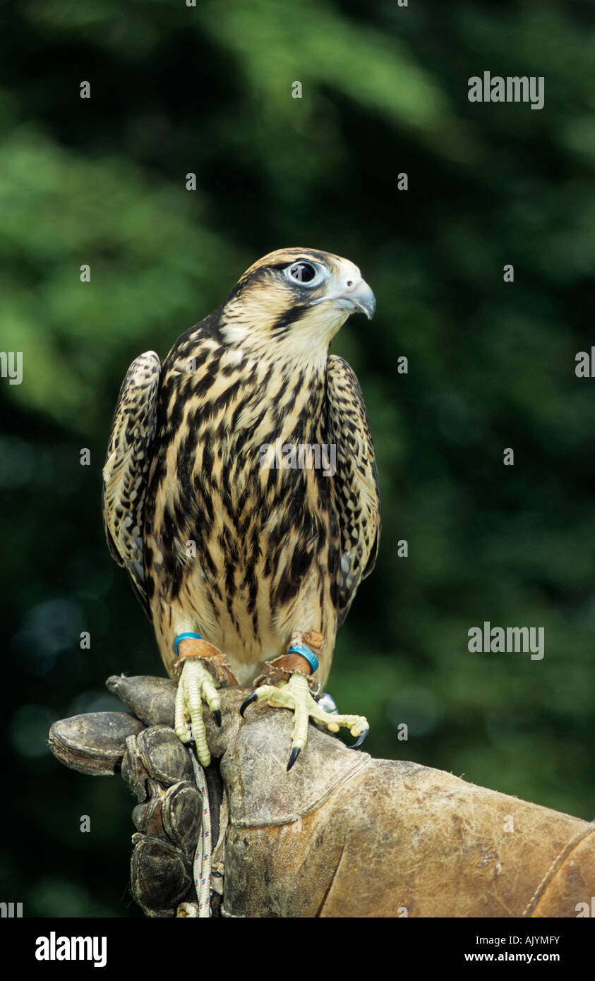 Gauntlet birds of prey hi-res stock photography and images - Alamy