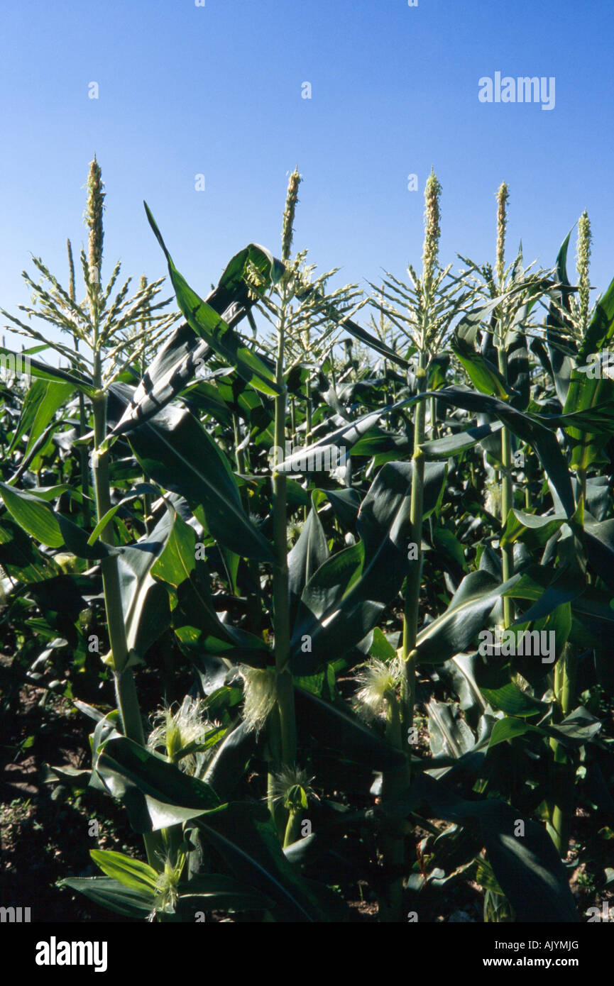 Crops in field,tractor in fields, crops in rows, farm worker Stock ...