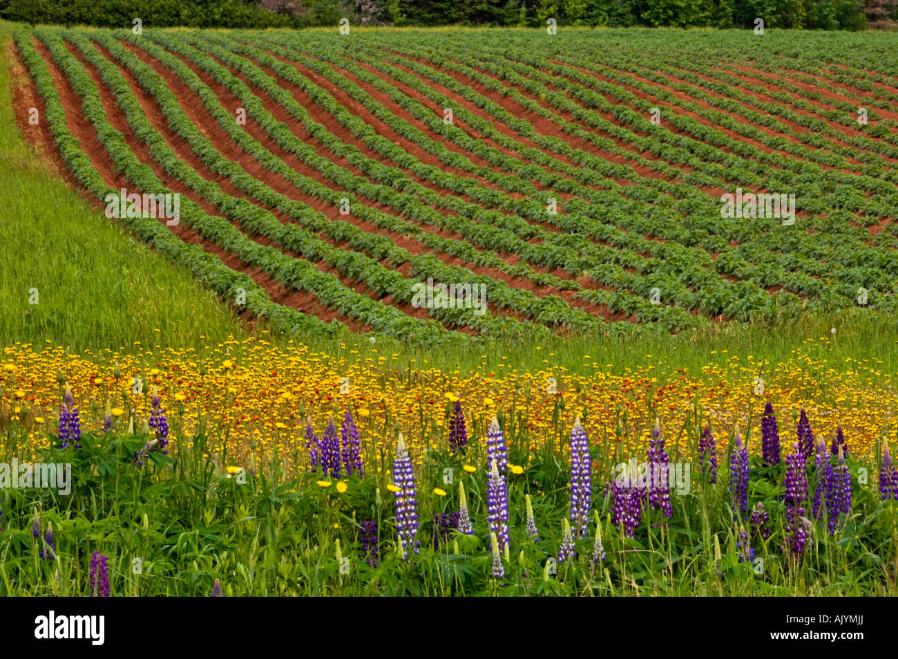 Potato fields and lupines, Kingsboro, PE/PEI Prince Edward Island ...