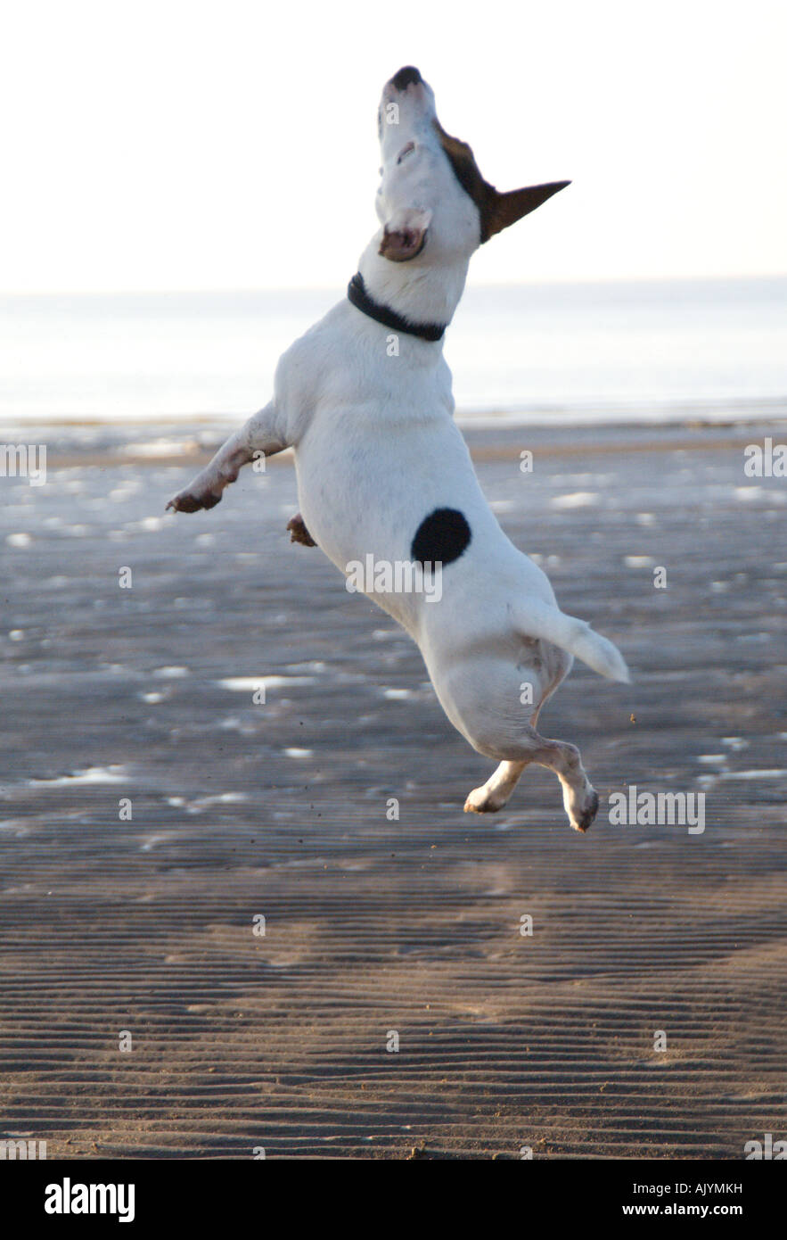 Jack Russell dog jumping in the air Stock Photo - Alamy