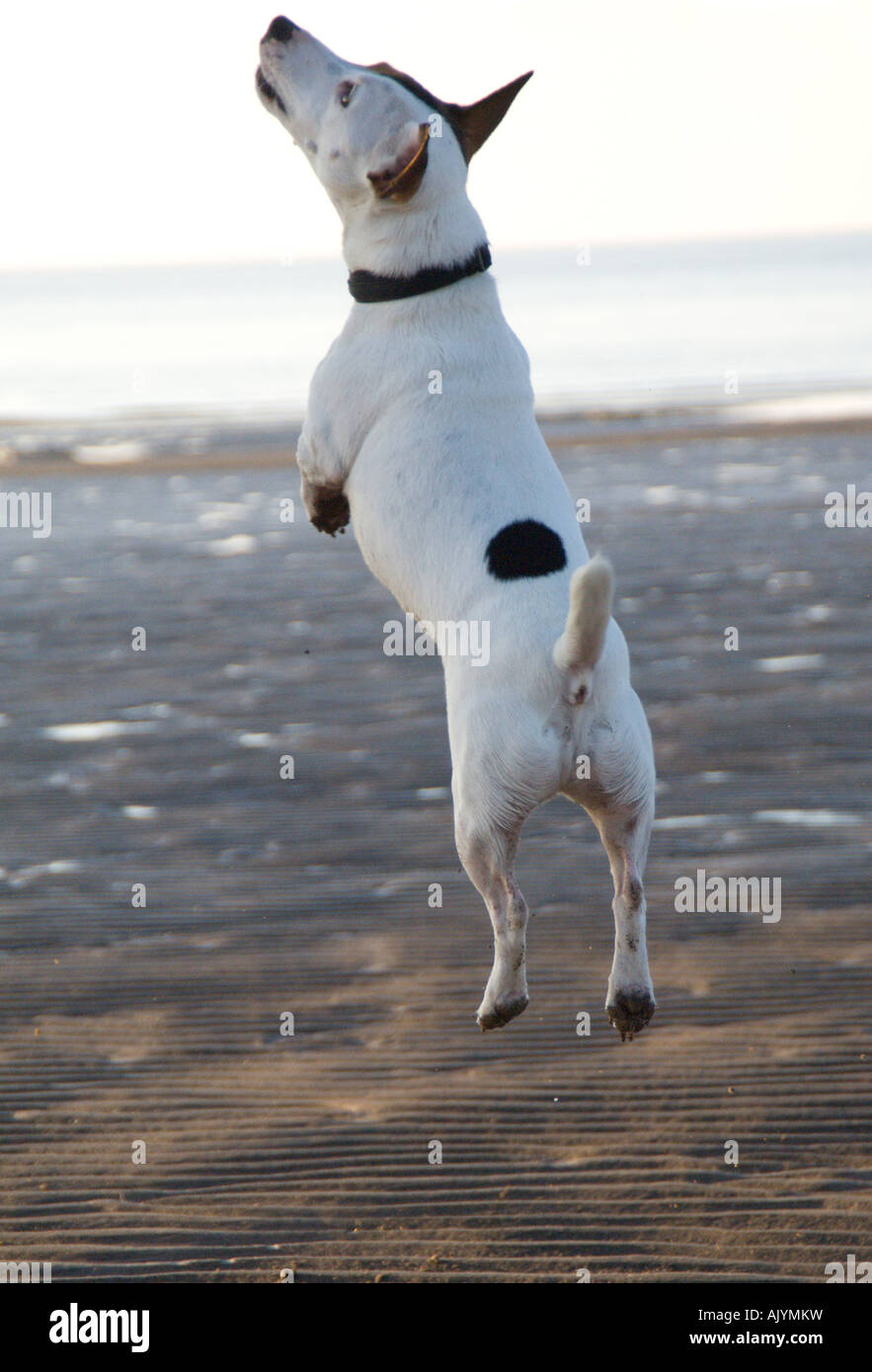 Jack Russell dog jumping in the air Stock Photo - Alamy