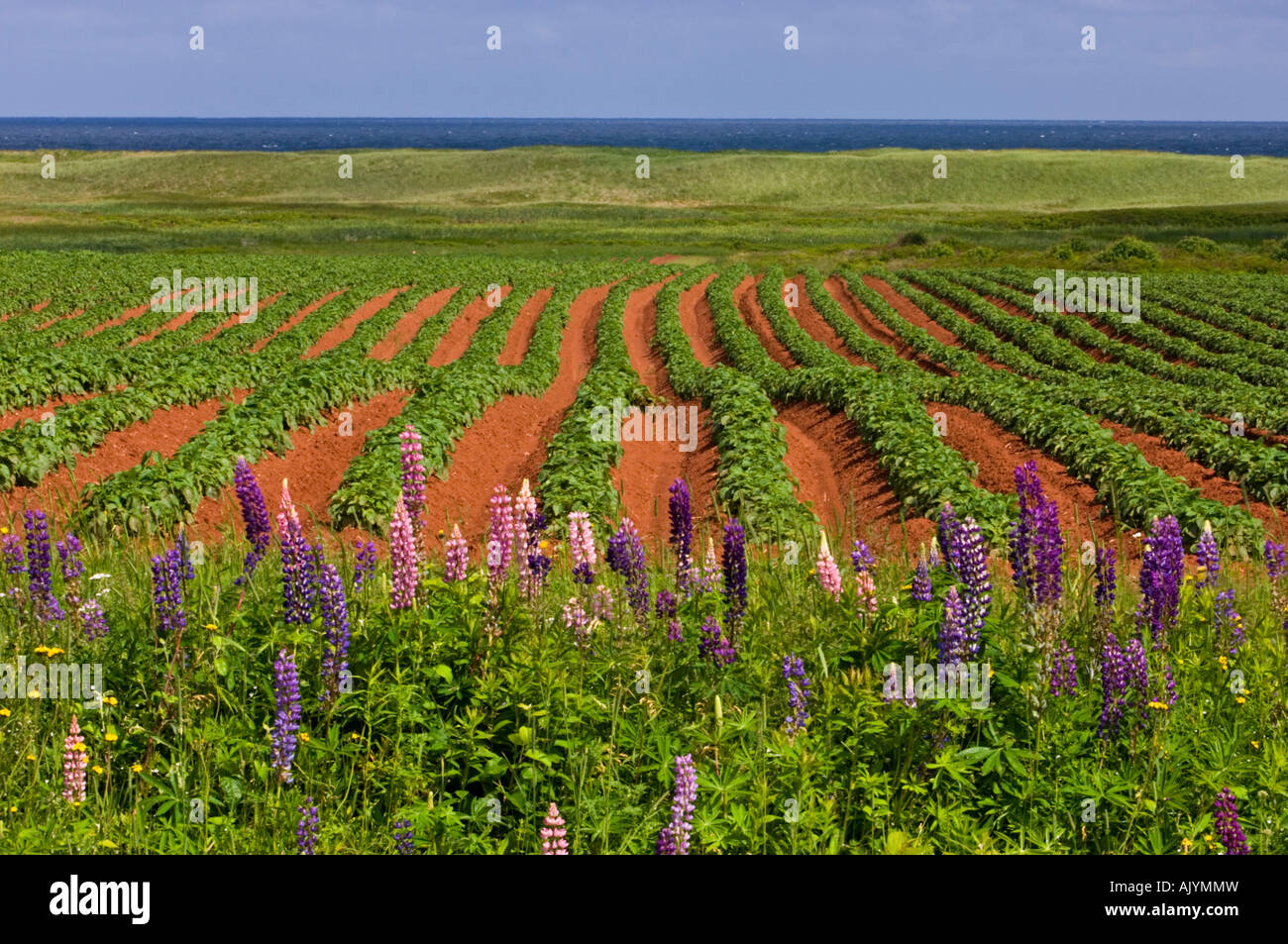 Potato fields overlooking Gulf of St. Lawrence, North Lake, PE/PEI ...