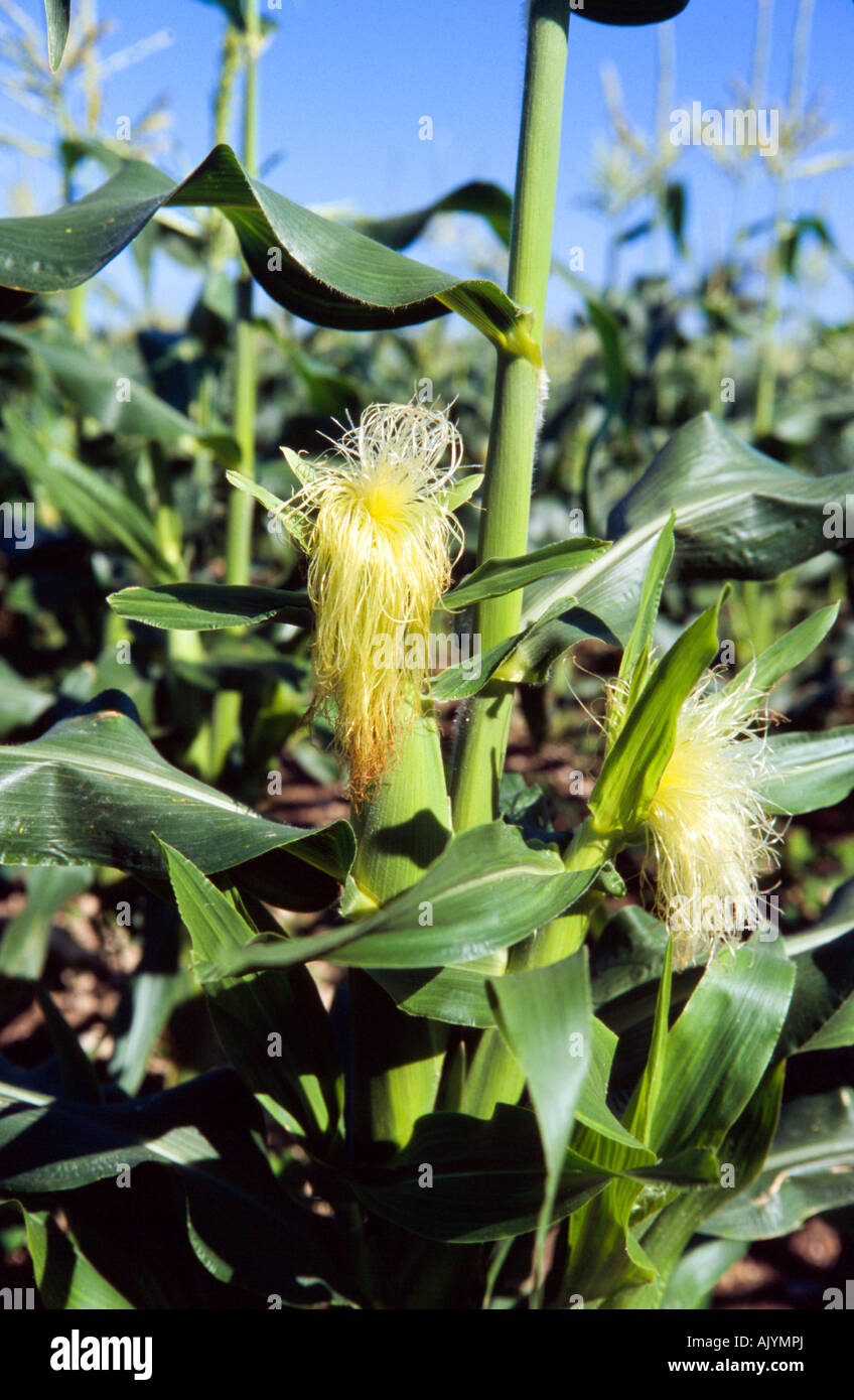 Crops in field,tractor in fields, crops in rows, farm worker Stock ...
