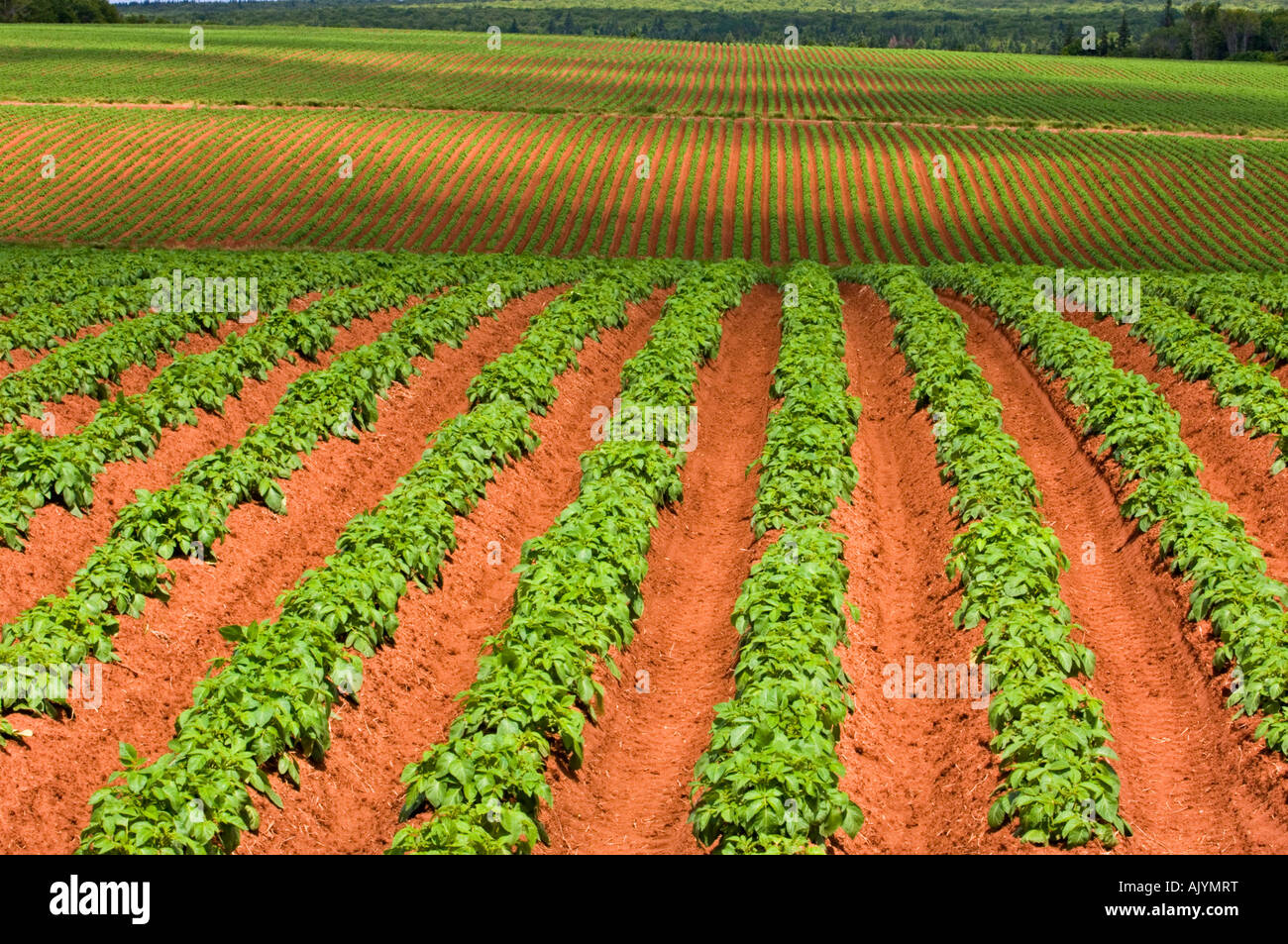 Potato fields prince edward island hi-res stock photography and images ...