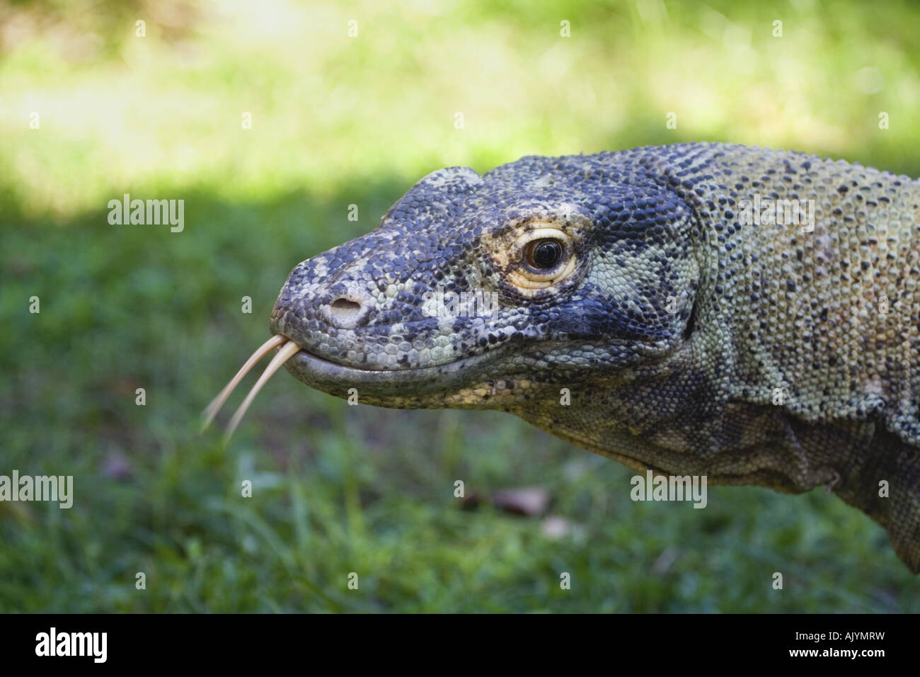 Komodo Dragon sniffing the air with its tongue Stock Photo - Alamy