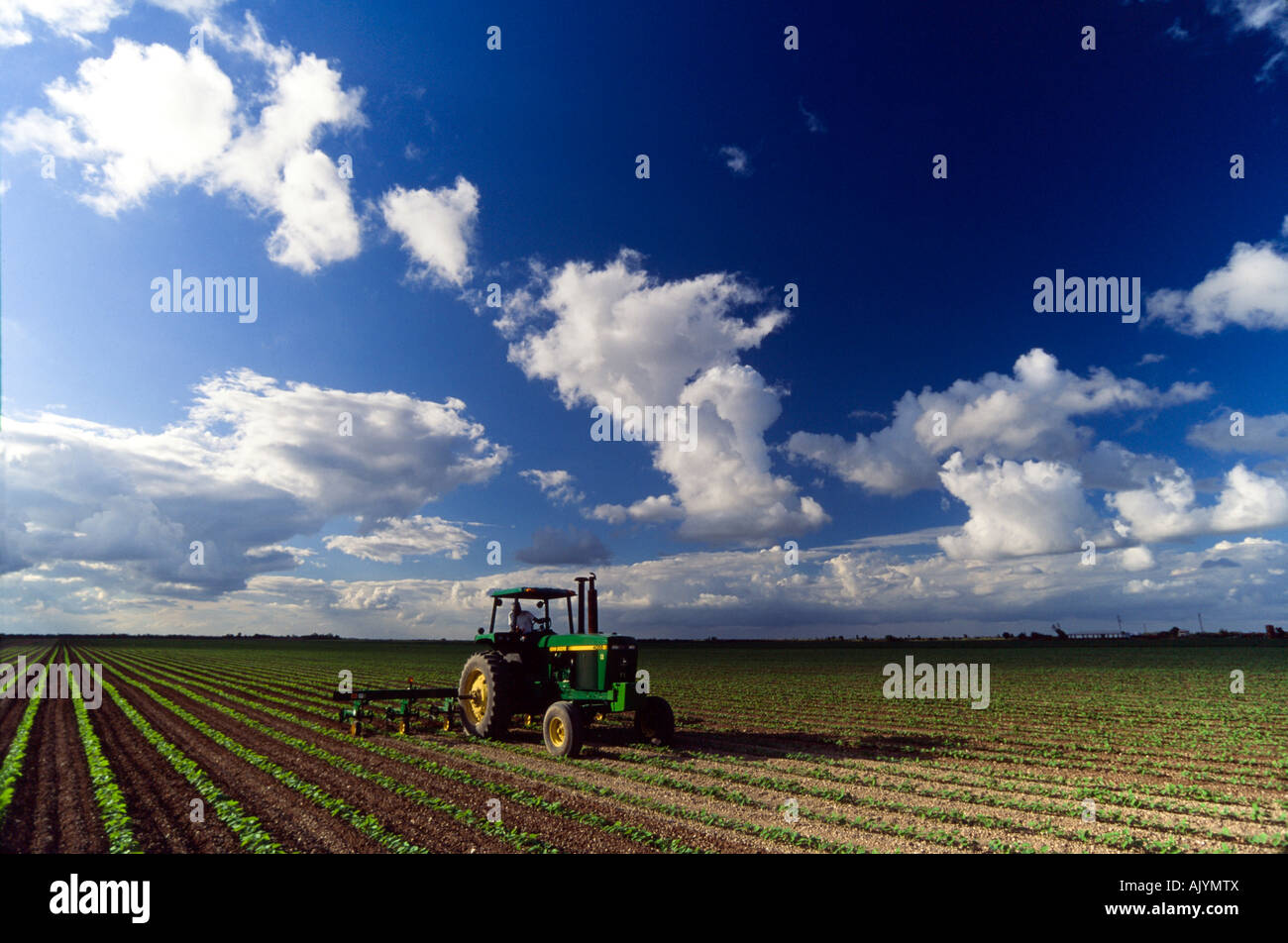 Crops in field,tractor in fields, crops in rows, farm worker Stock ...
