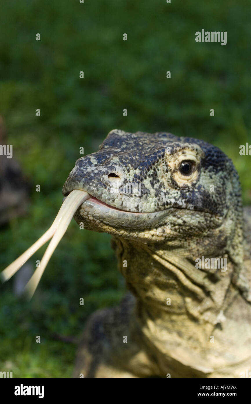 Sniffing air with tongue hi-res stock photography and images - Alamy