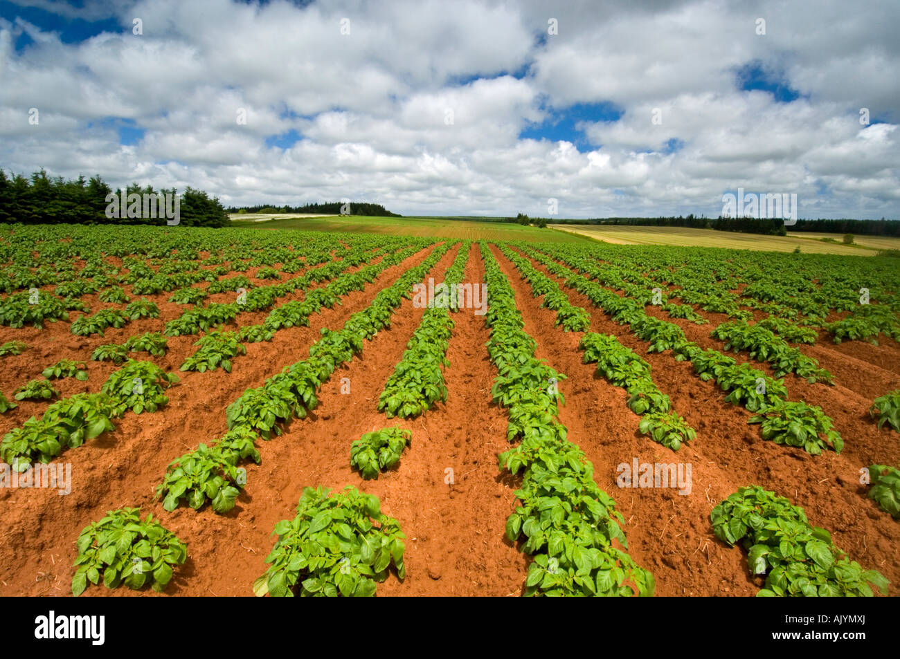 Potato fields prince edward island hi-res stock photography and images ...
