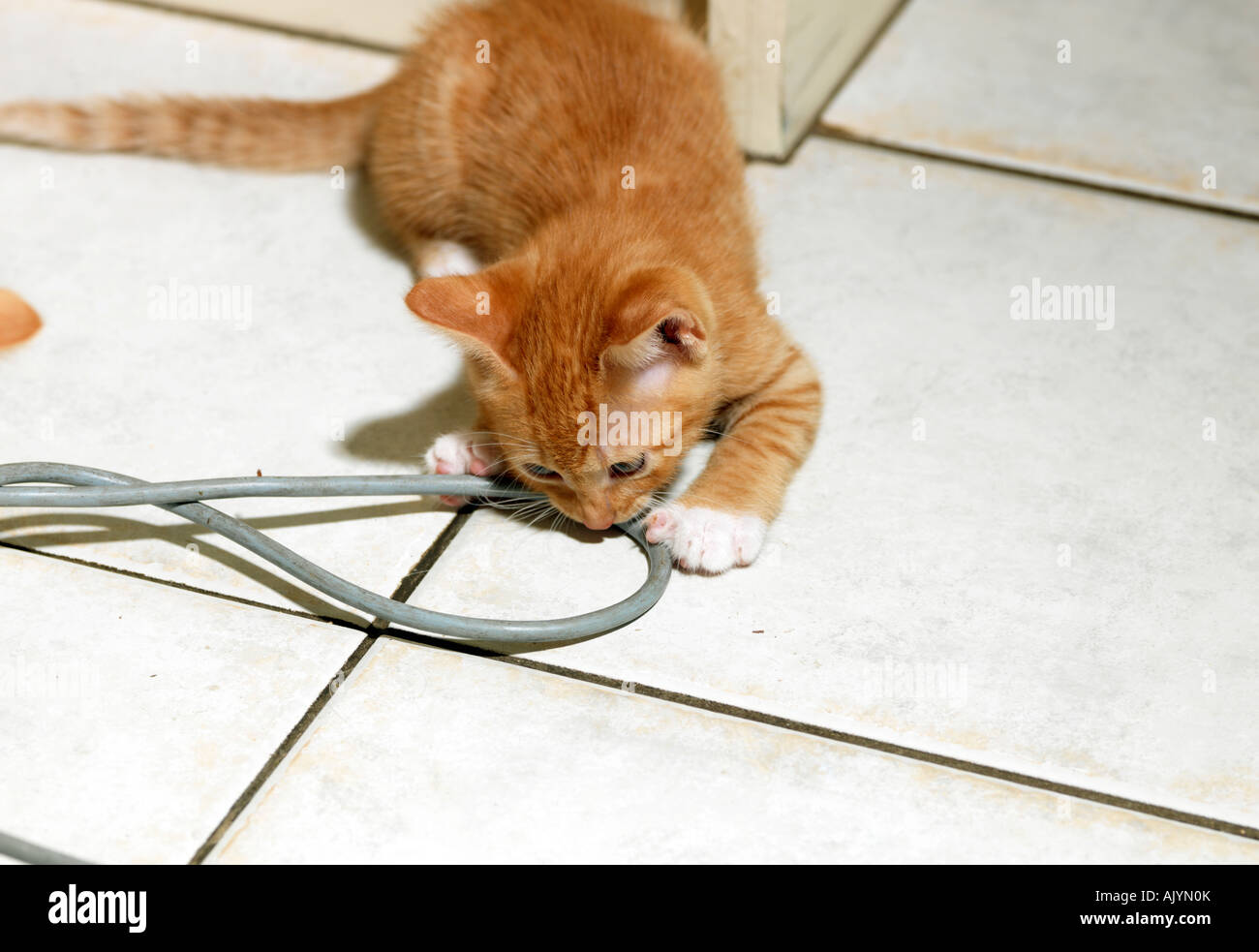 Kitten Biting and Electrical Wire Stock Photo - Alamy