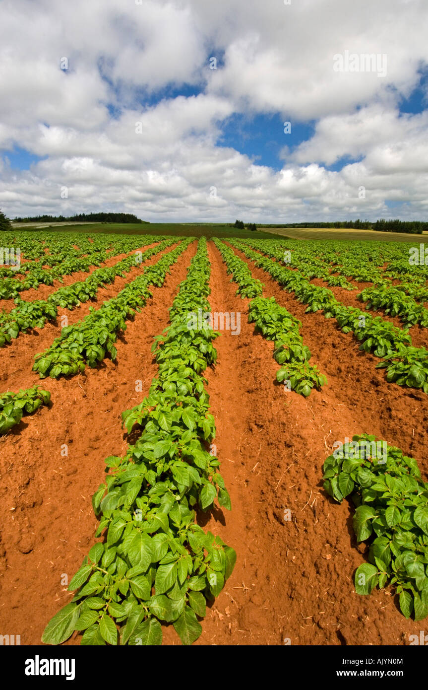 Canadian potato farm hi-res stock photography and images - Alamy