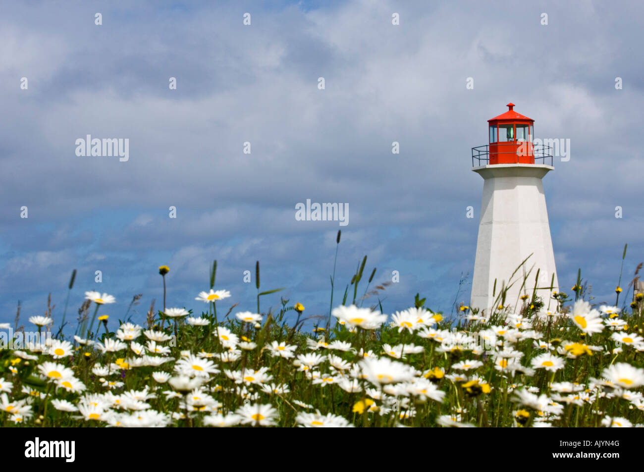 Lighthouse and daisies at Shipwreck Point, Naufrage, PE/PEI Prince ...