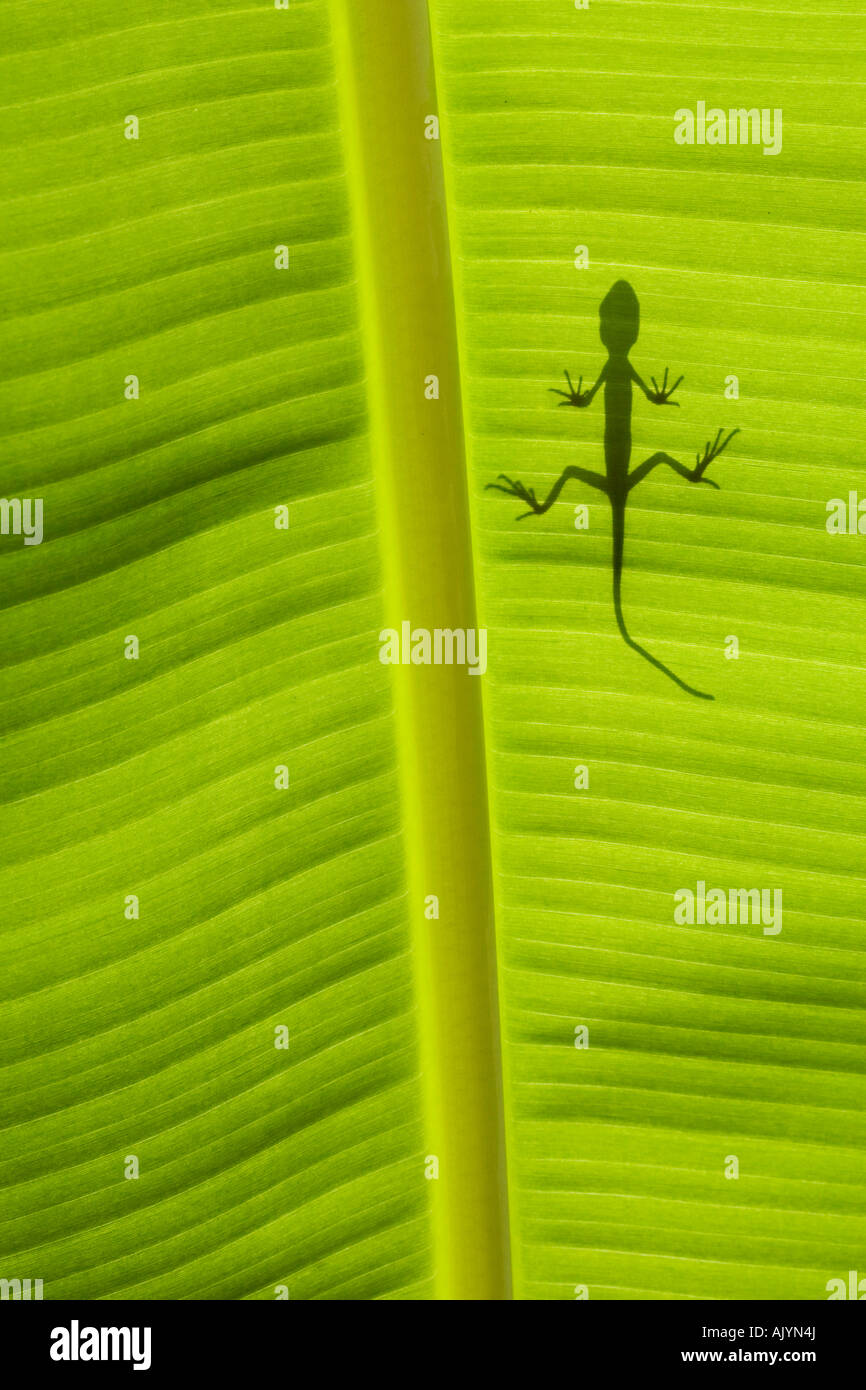Lizard shadow on banana leaf Stock Photo - Alamy