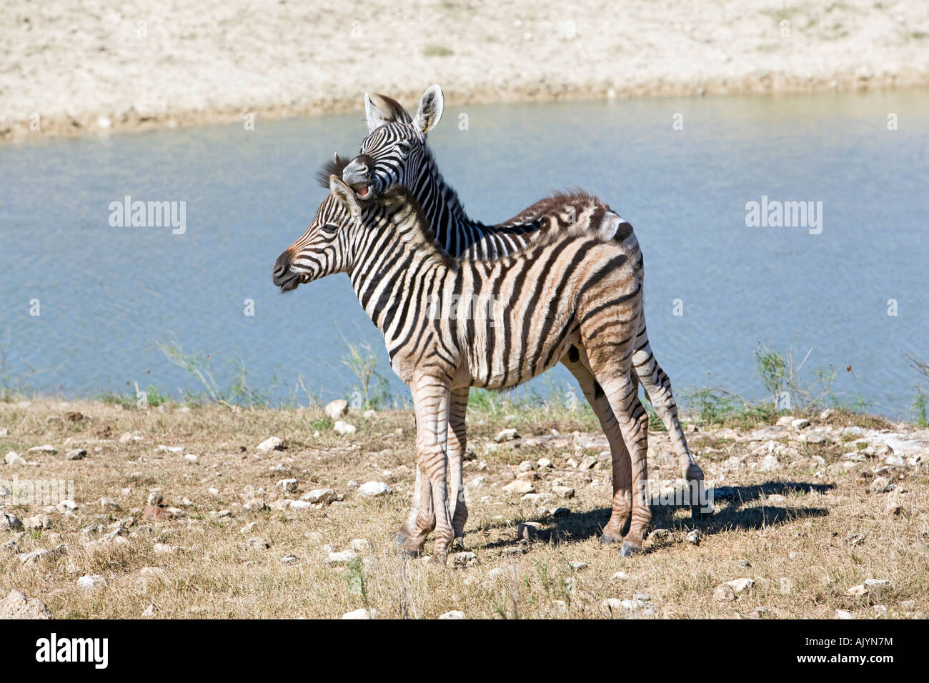 Two friendly zebra hi-res stock photography and images - Alamy