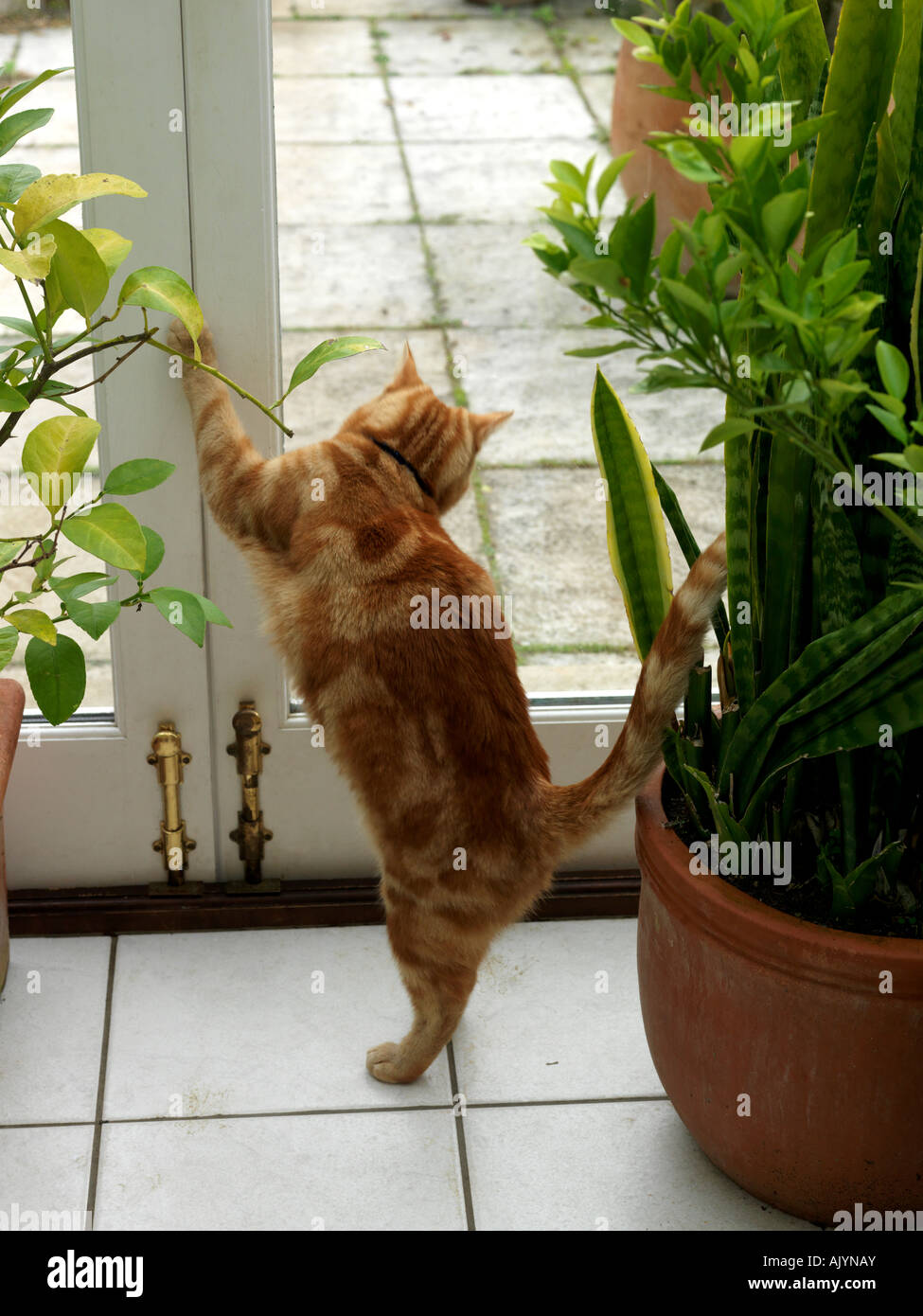 Cat catching hi-res stock photography and images - Alamy