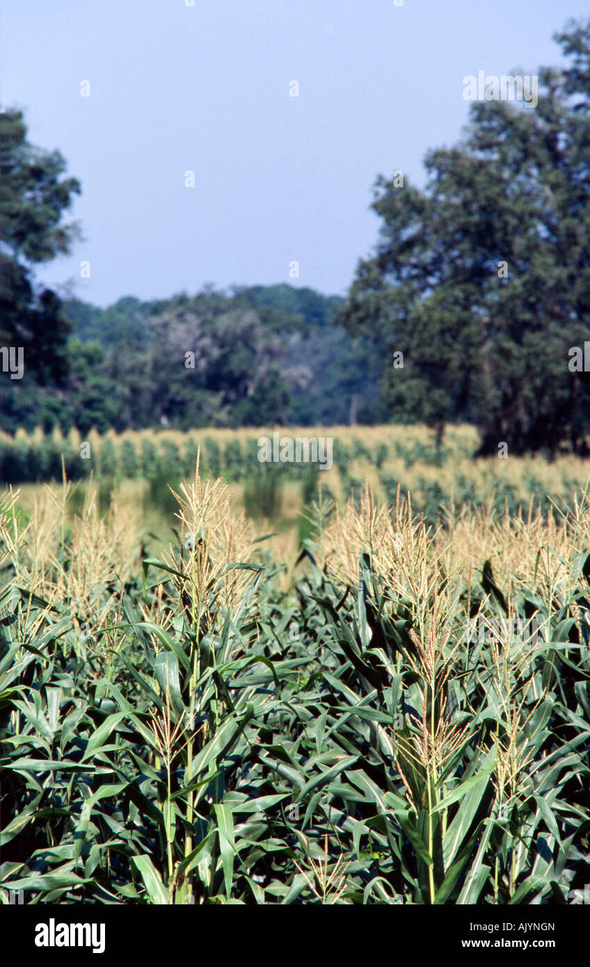 Crops in field,tractor in fields, crops in rows, farm worker Stock ...
