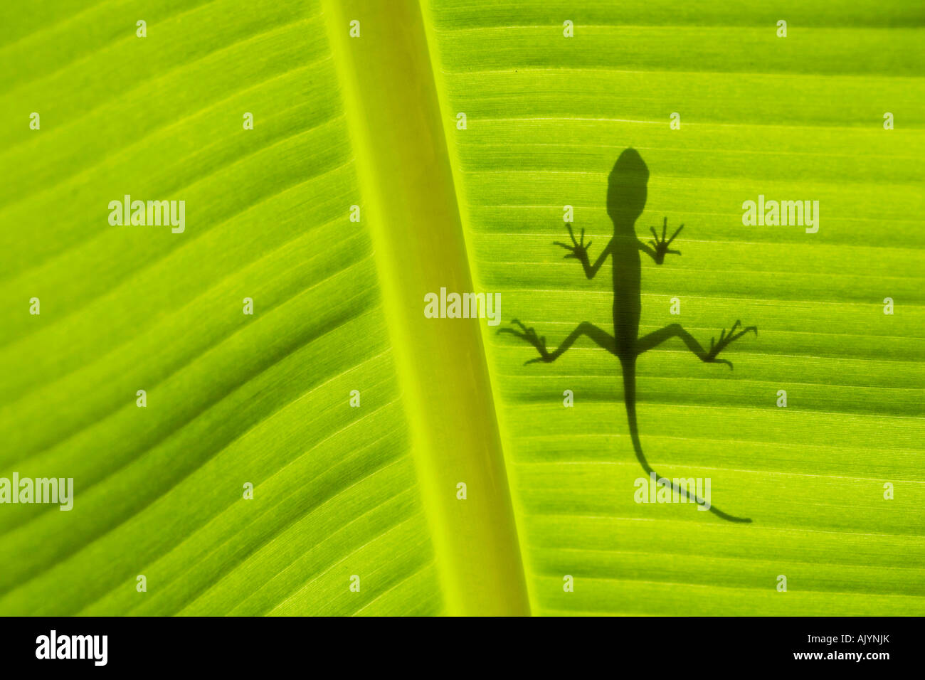 Lizard shadow on banana leaf Stock Photo - Alamy