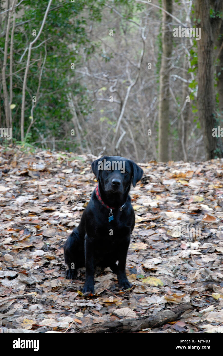 Black labrador retriever sitting in woods Stock Photo - Alamy