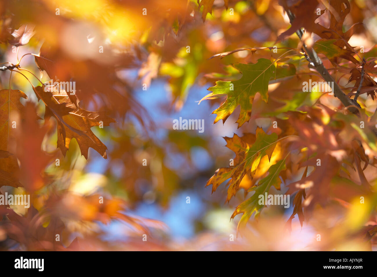 Oak leves in autumn on a tree Stock Photo - Alamy