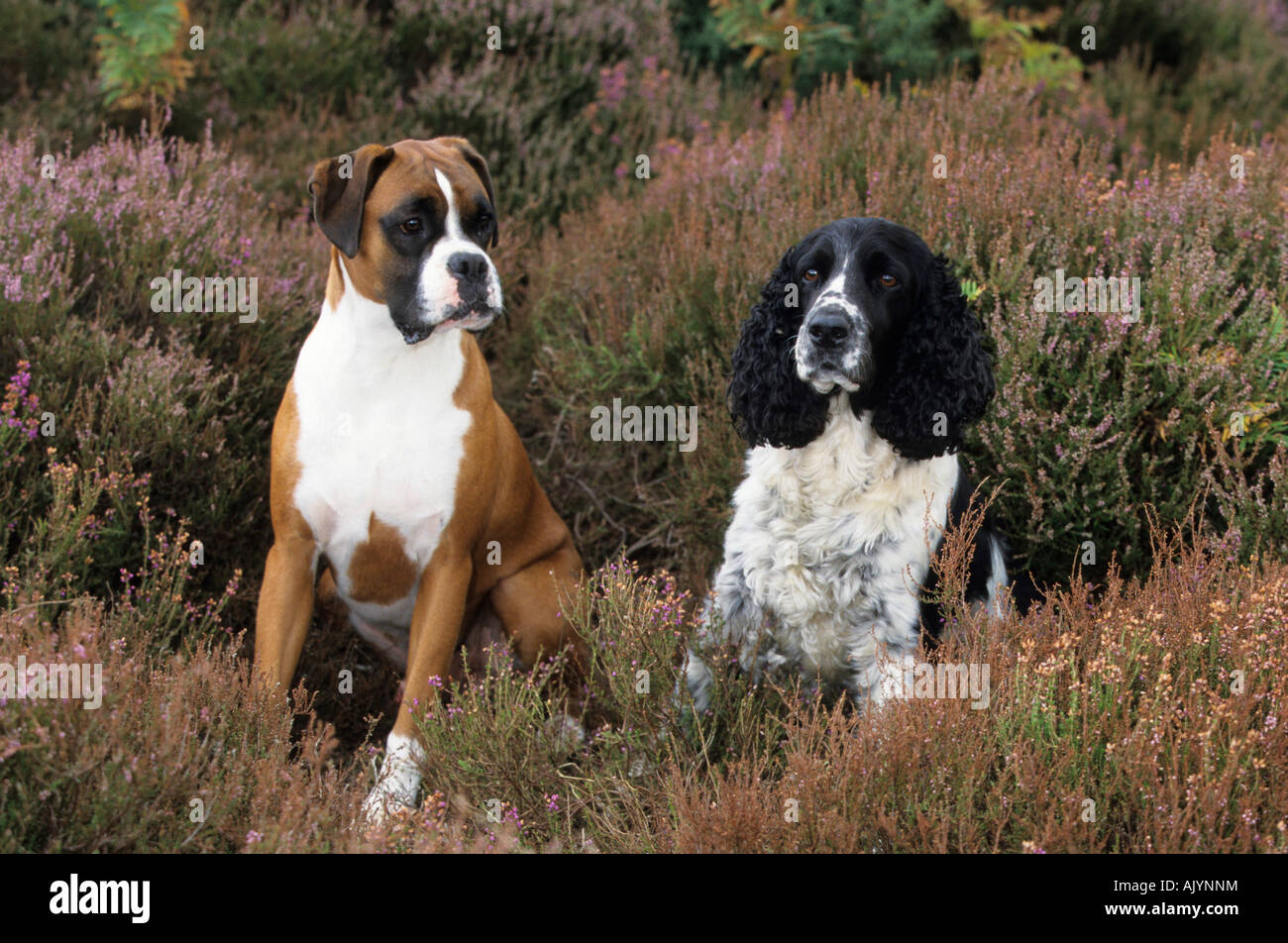 Boxer Springer Spaniel Stock Photo - Alamy
