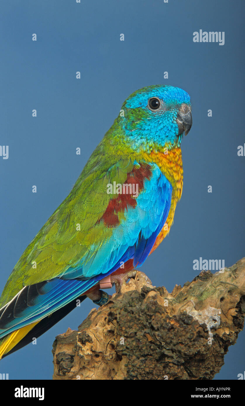 Neophema hi-res stock photography and images - Alamy