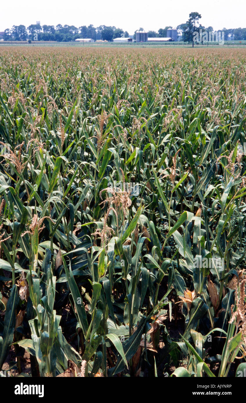 Crops in field,tractor in fields, crops in rows, farm worker Stock ...