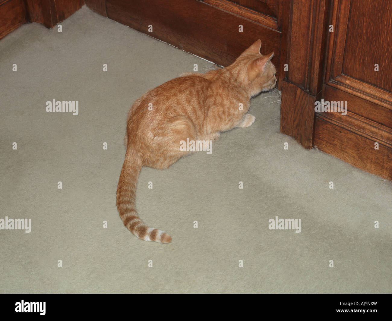 Staring cat hi-res stock photography and images - Alamy