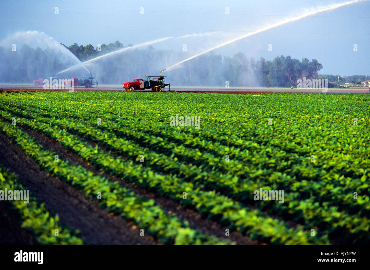 Crops in field,tractor in fields, crops in rows, farm worker Stock ...