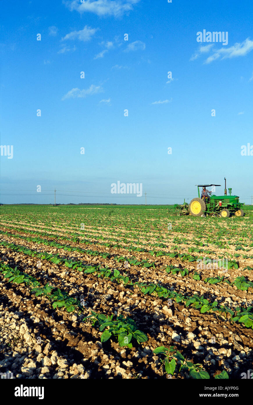 Crops in field,tractor in fields, crops in rows, farm worker Stock ...