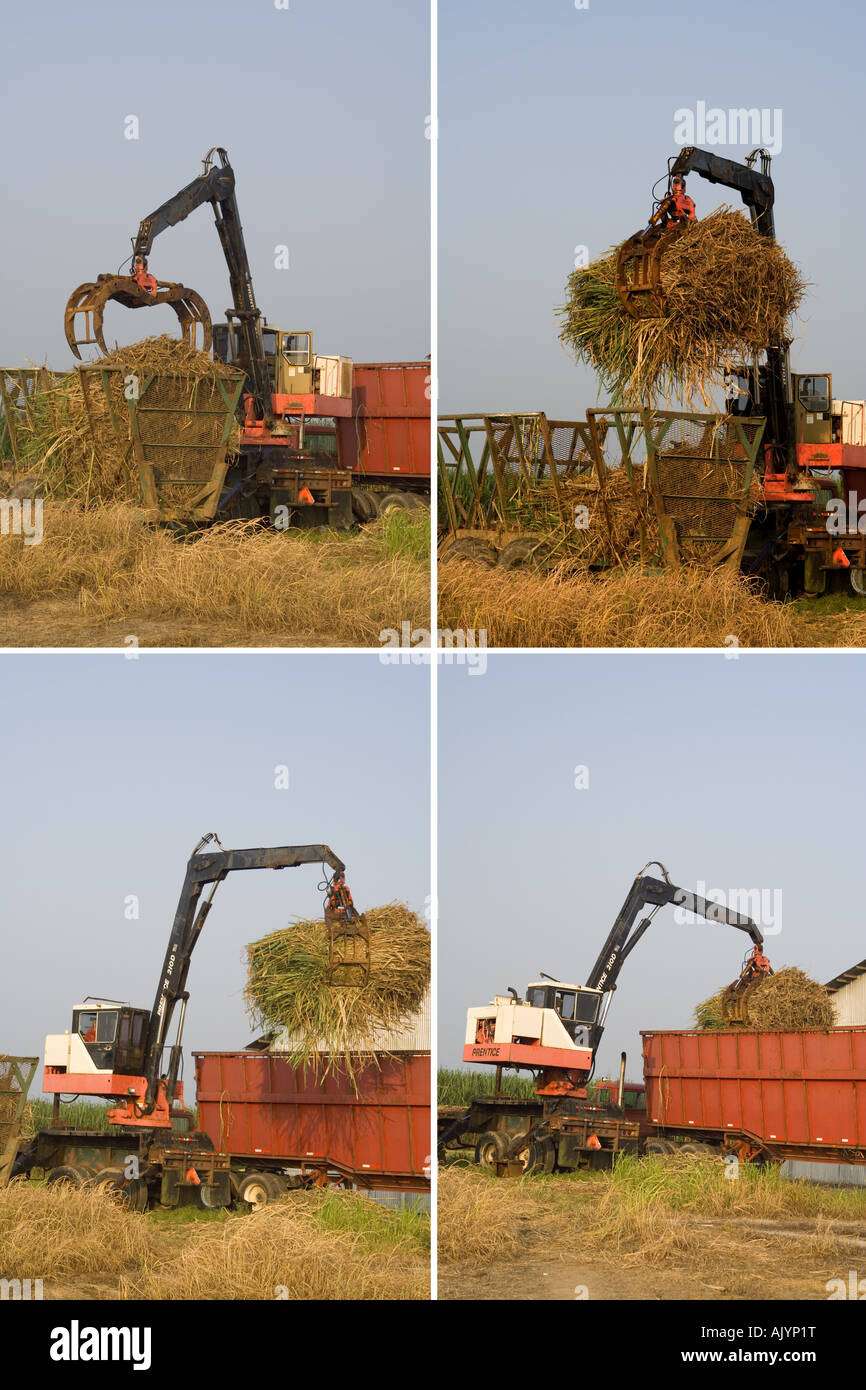 Sugarcane bagasse hi-res stock photography and images - Alamy
