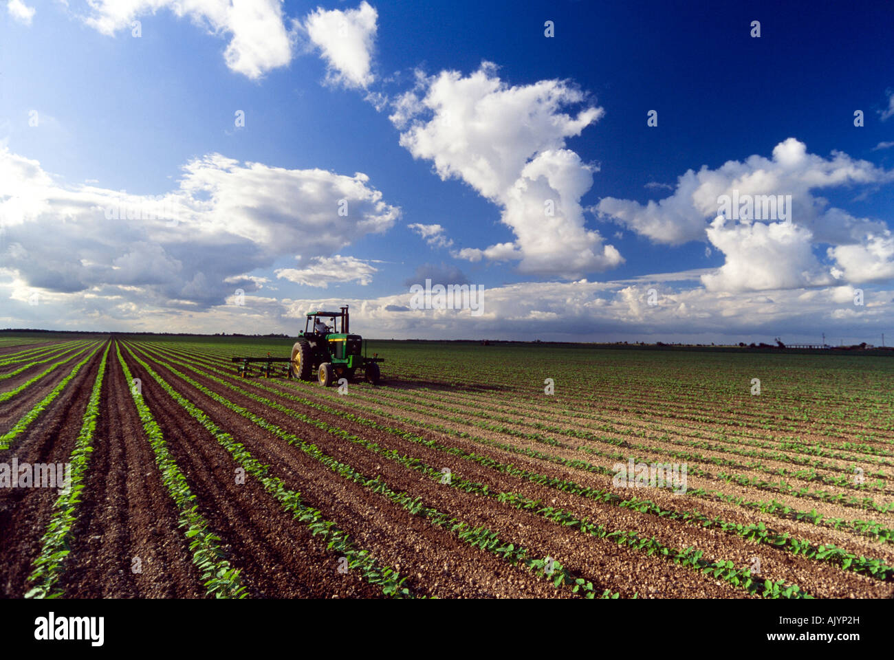 Crops in field,tractor in fields, crops in rows, farm worker Stock ...