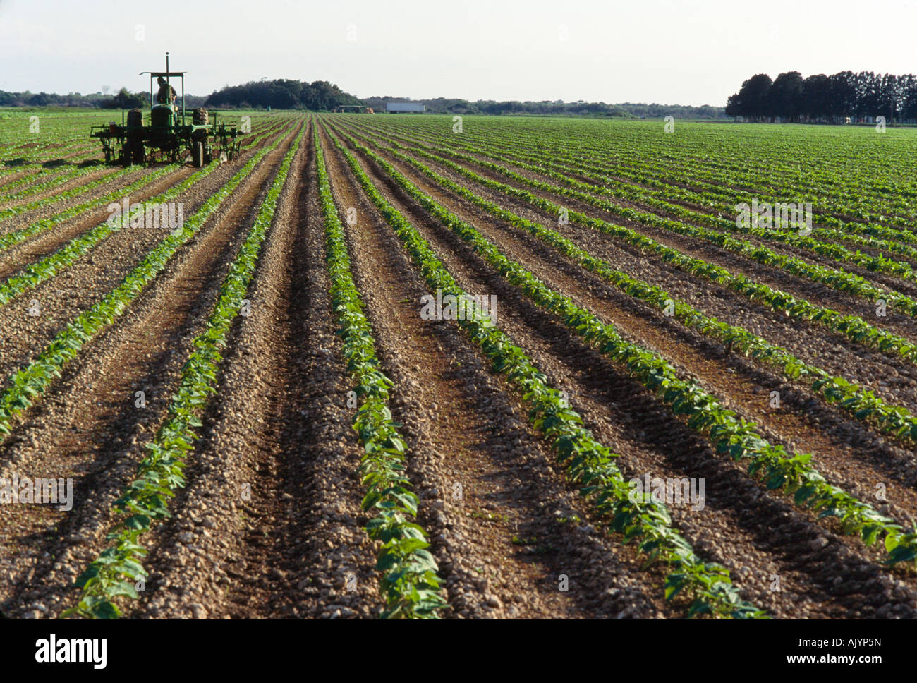 Crops in field,tractor in fields, crops in rows, farm worker Stock ...
