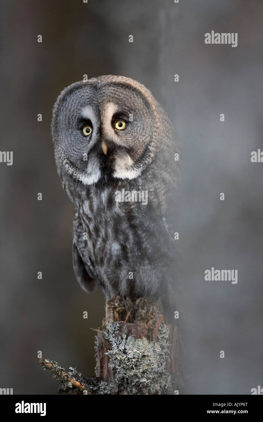 Bird Great Grey Owl Strix nebulosa in woodland with shaft of sunlight ...