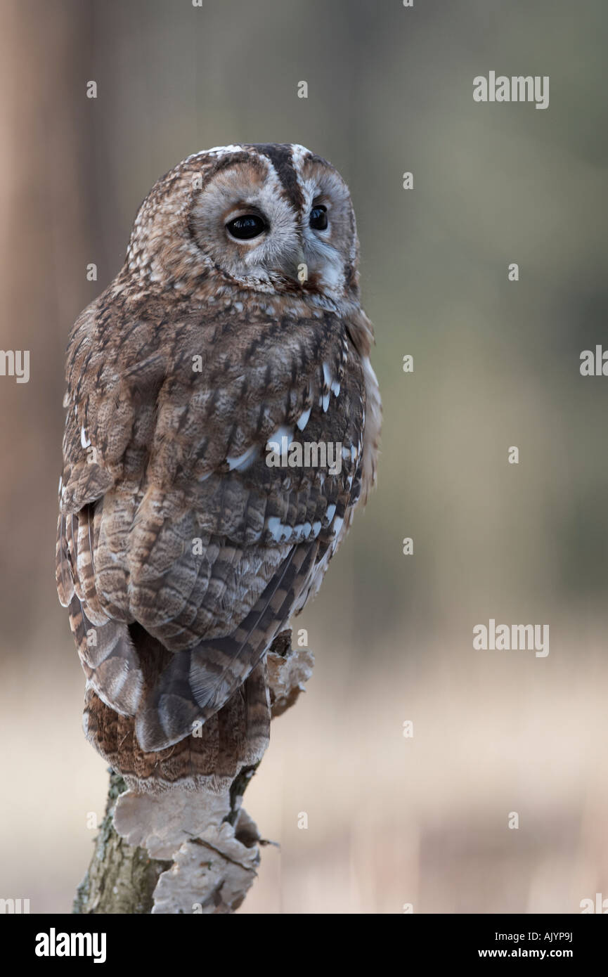 Bird Tawny Owl Strix aluco looking over shoulder Stock Photo - Alamy
