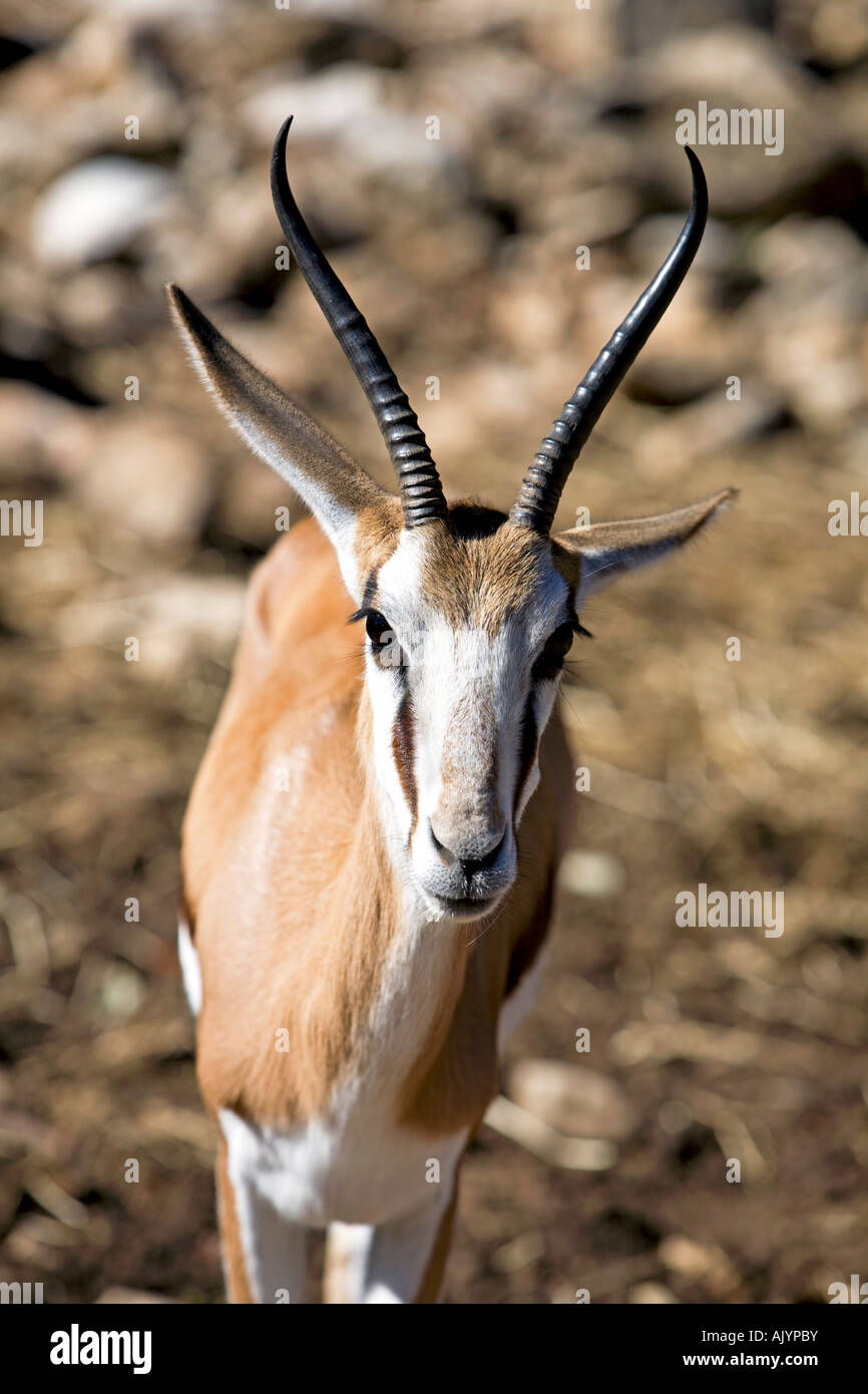 Springbok African animal close verticle Stock Photo - Alamy