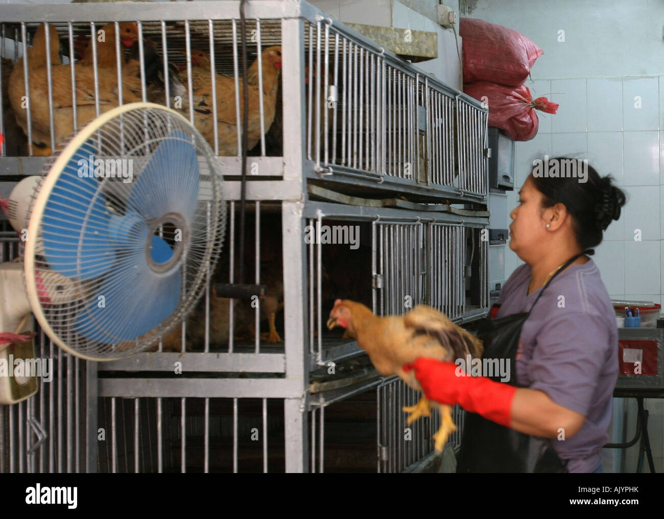 Live chickens on sale in a market in Kowloon Stock Photo - Alamy